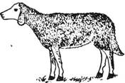 sheep